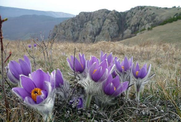 Усі квіти-первоцвіти України: фото та опис